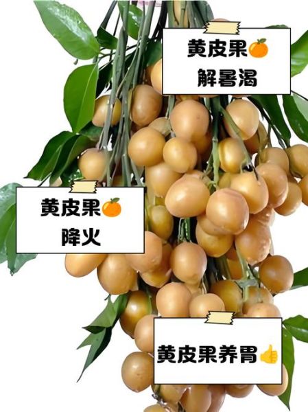 黄皮果是什么水果_黄皮果的功效与作用-第1张图片-山城妙识