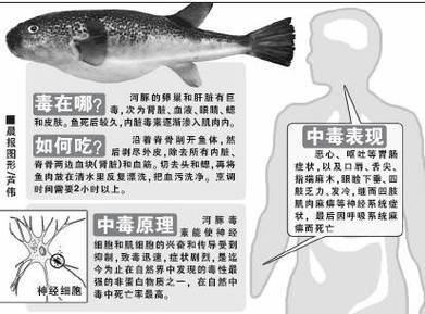 河豚毒素作用机制_中毒后如何自救-第1张图片-山城妙识 河豚毒素作用机制_中毒后如何自救-第1张图片-山城妙识