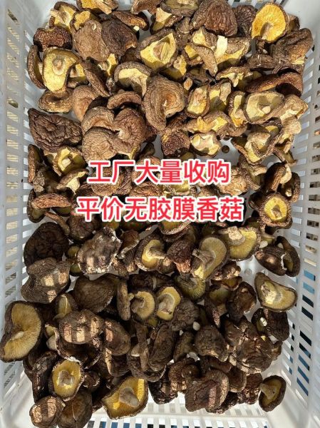 香菇多少钱一斤_2024年最新行情-第2张图片-山城妙识 香菇多少钱一斤_2024年最新行情-第2张图片-山城妙识