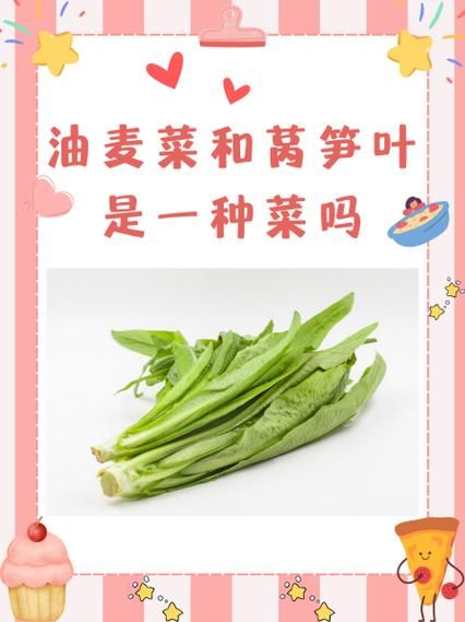 莴笋叶和油麦菜的区别_哪个更有营养-第2张图片-山城妙识