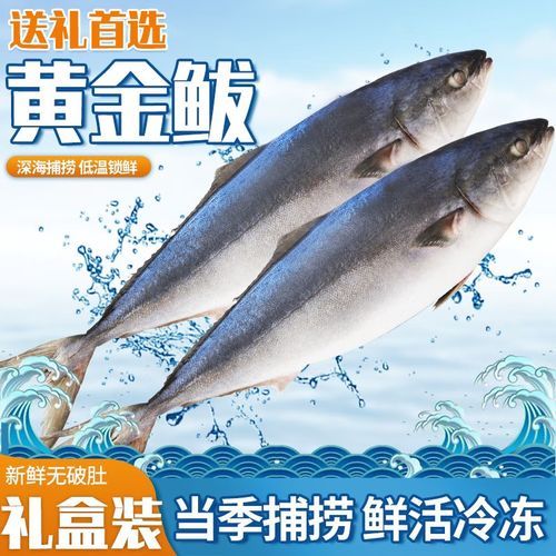 黄金鲅鱼是什么鱼_黄金鲅鱼怎么做好吃-第2张图片-山城妙识