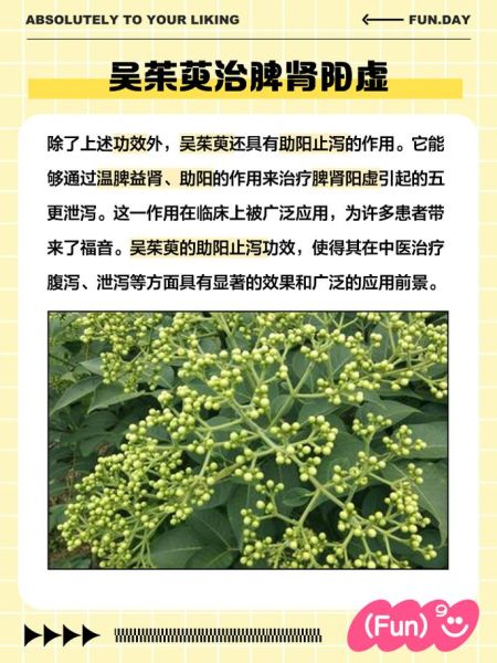 吴茱萸的功效与作用_吴茱萸主治哪些疾病-第3张图片-山城妙识
