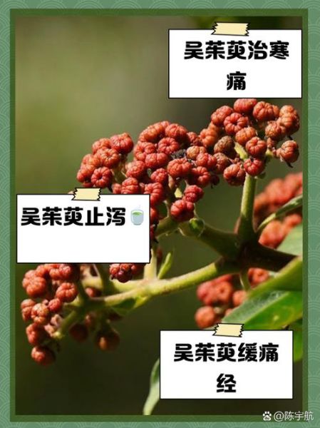 吴茱萸的功效与作用_吴茱萸主治哪些疾病-第2张图片-山城妙识