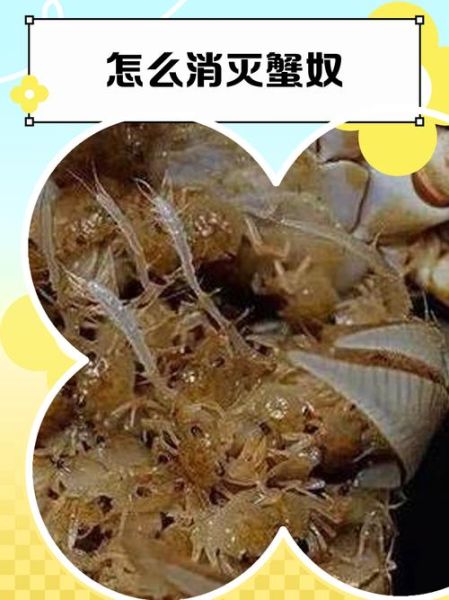 蟹奴能吃吗_蟹奴对人体有害吗-第1张图片-山城妙识