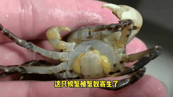 蟹奴能吃吗_蟹奴对人体有害吗-第2张图片-山城妙识