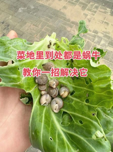 蜗牛吃什么叶子_蜗牛不能吃哪些叶子-第2张图片-山城妙识