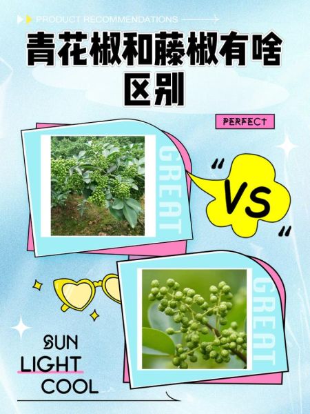 藤椒是不是青花椒_藤椒和青花椒的区别-第1张图片-山城妙识