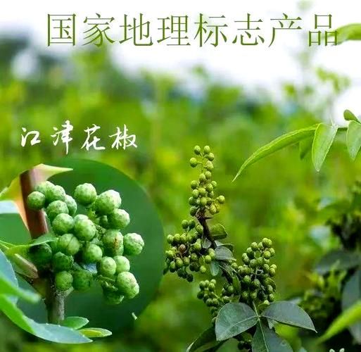 藤椒是不是青花椒_藤椒和青花椒的区别-第3张图片-山城妙识