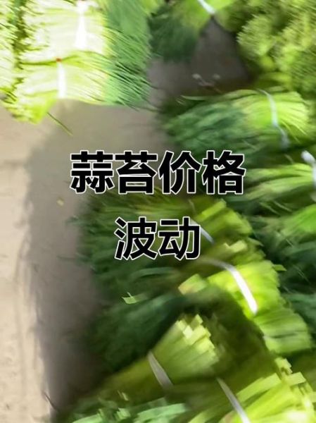 蒜苔价格最新行情走势图_蒜苔价格为什么上涨-第2张图片-山城妙识