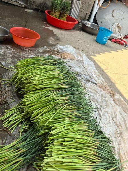 蒜苔价格最新行情走势图_蒜苔价格为什么上涨-第3张图片-山城妙识