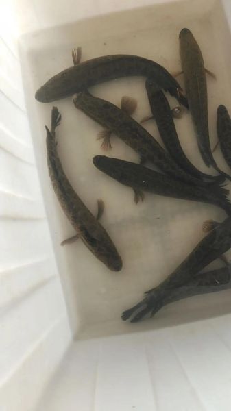 活黑鱼怎么挑选_活黑鱼图片怎么看新鲜-第3张图片-山城妙识