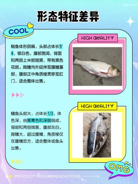 鳙鱼是花鲢吗_花鲢和鳙鱼的区别-第1张图片-山城妙识