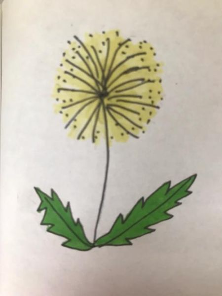 蒲公英简笔画怎么画_蒲公英简笔画教程-第2张图片-山城妙识