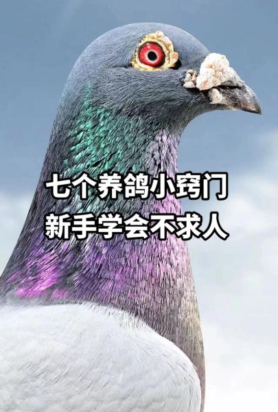 鸽子怎么养才不会飞走_家养鸽子防飞逃技巧-第2张图片-山城妙识