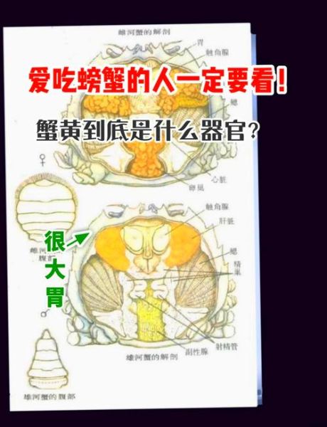 蟹膏是什么部位_蟹膏和蟹黄的区别图解-第1张图片-山城妙识