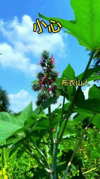 蓖麻毒素最简单的提取_蓖麻毒素提取方法-第1张图片-山城妙识