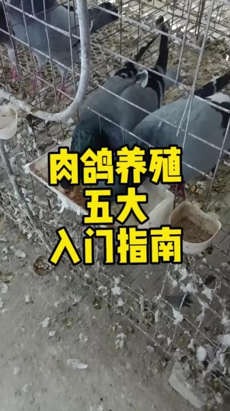 鸽子怎么养才不会飞走_家养鸽子防飞逃技巧-第1张图片-山城妙识