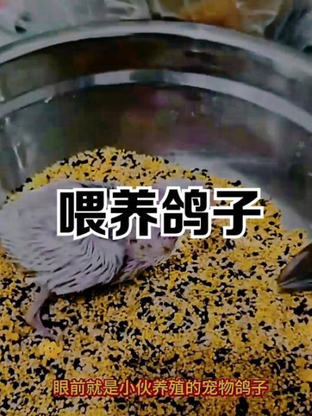 鸽子怎么养才不会飞走_家养鸽子防飞逃技巧-第3张图片-山城妙识