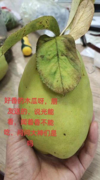 闻香木瓜的功效与作用_闻香木瓜怎么吃效果最好-第2张图片-山城妙识