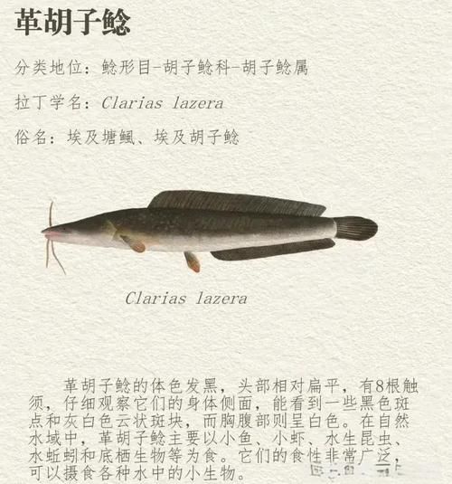 鲶鱼种类有哪些_鲶鱼图片大全怎么区分-第1张图片-山城妙识