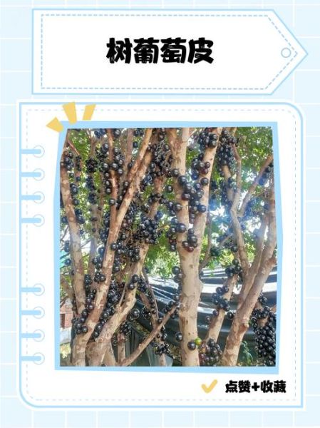 葡萄皮的功效与作用_葡萄皮能吃吗-第3张图片-山城妙识