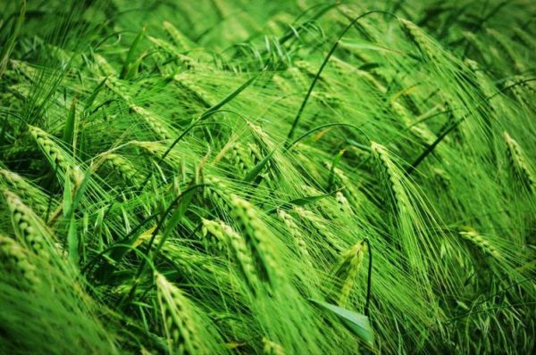 青稞图片高清_青稞长什么样-第3张图片-山城妙识