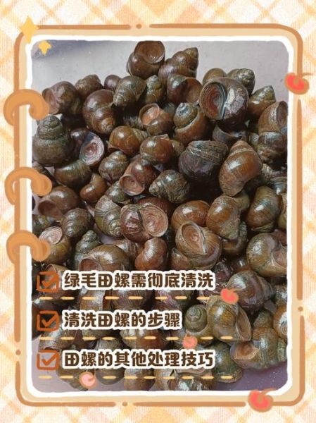 田螺怎么清洗才干净_田螺前期处理技巧-第3张图片-山城妙识