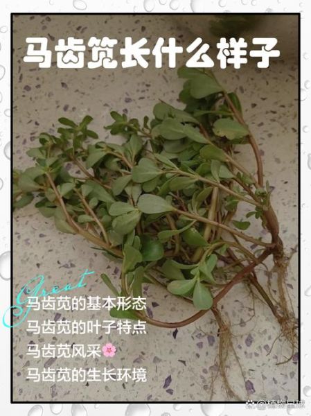 马苋菜图片长什么样_如何辨别真假马苋菜-第2张图片-山城妙识