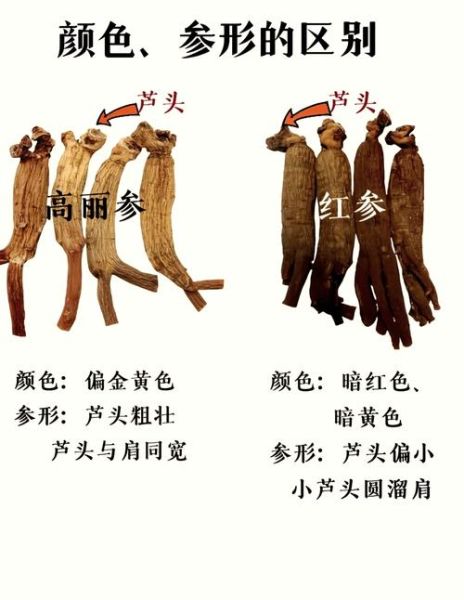 高丽参怎么吃最好_高丽参的正确吃法-第2张图片-山城妙识