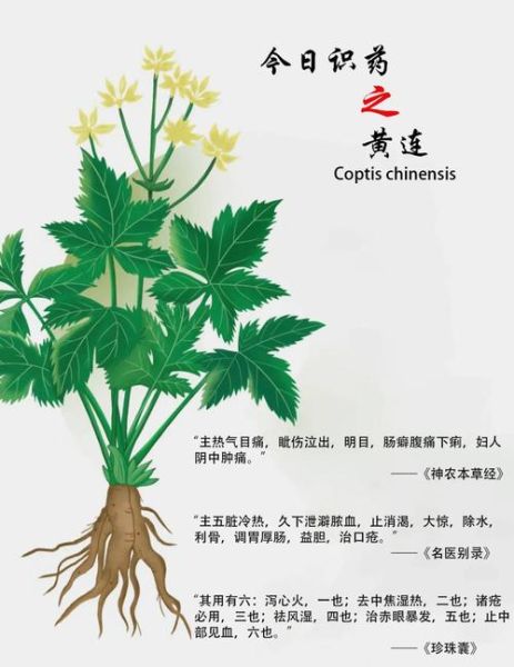 黄连的功效与作用_黄连主治哪些病-第1张图片-山城妙识