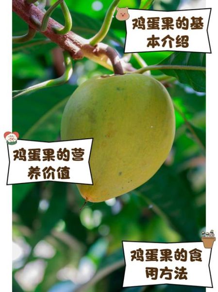 鸡蛋果的功效与作用有哪些_鸡蛋果图片怎么辨别真假-第2张图片-山城妙识