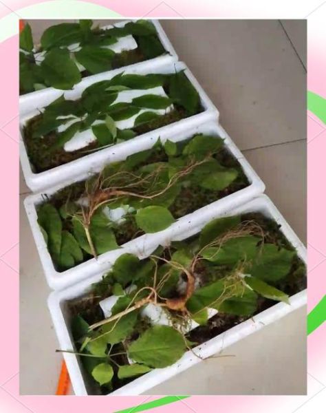 鲜人参怎么吃_鲜人参怎么保存-第3张图片-山城妙识