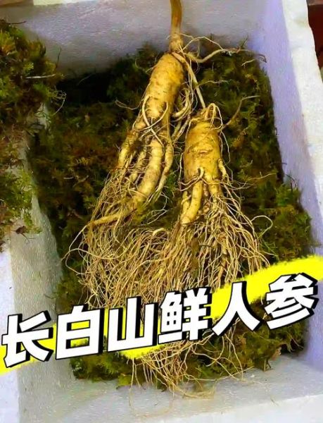 鲜人参怎么吃_鲜人参怎么保存-第2张图片-山城妙识