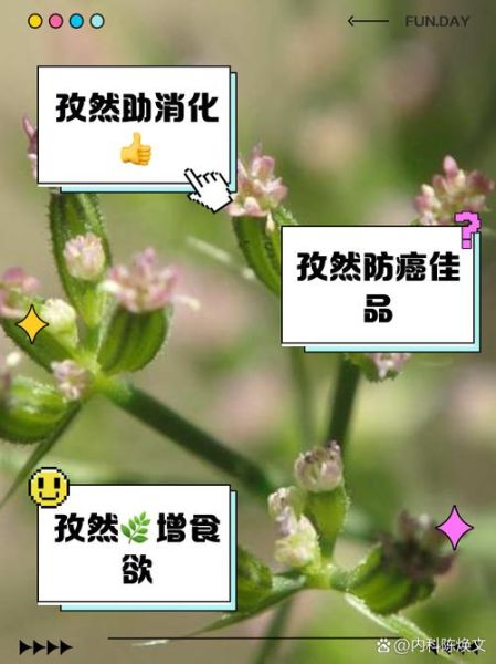 孜然的功效与作用_孜然能减肥吗-第1张图片-山城妙识