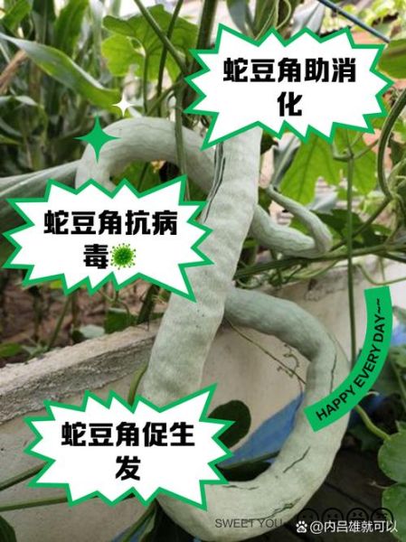 长豆角的功效与作用禁忌_什么人不能吃-第3张图片-山城妙识