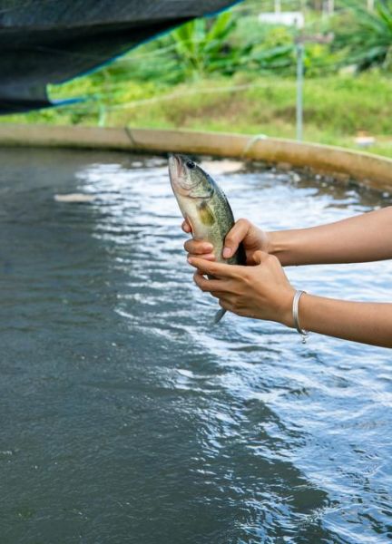 高密度养殖一亩地养6万斤鱼_可行吗-第1张图片-山城妙识