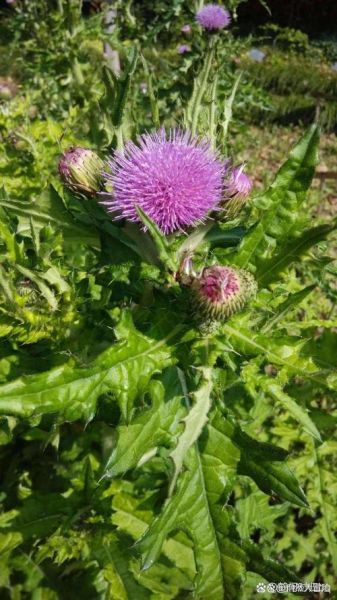 刺儿菜的功效与作用_刺儿菜图片长什么样-第2张图片-山城妙识