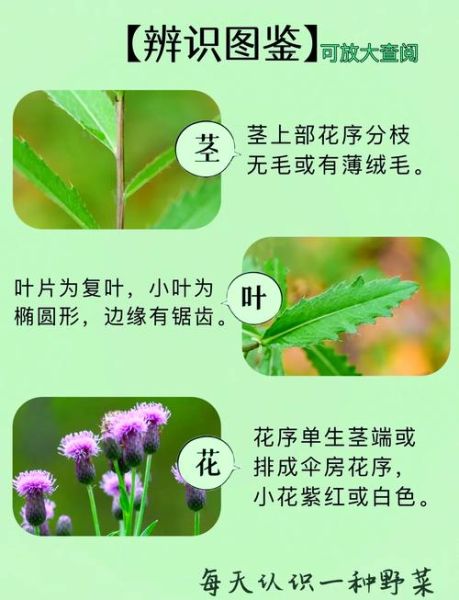 刺儿菜的功效与作用_刺儿菜图片长什么样-第1张图片-山城妙识