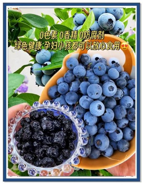 蓝莓干一天吃多少为宜_蓝莓干吃多了会怎样-第3张图片-山城妙识