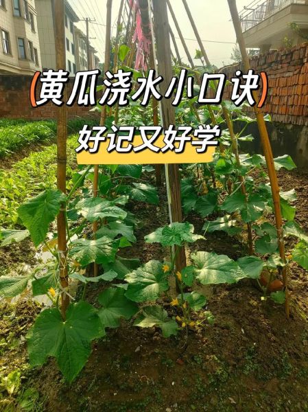 黄瓜什么时候种最合适_黄瓜种植步骤详解-第2张图片-山城妙识