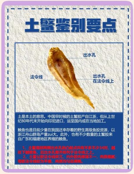鮸鱼胶的功效与作用_鮸鱼胶怎么吃最好-第1张图片-山城妙识