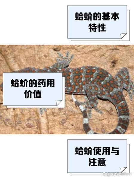 蛤蚧是什么东西_蛤蚧的功效与作用-第1张图片-山城妙识