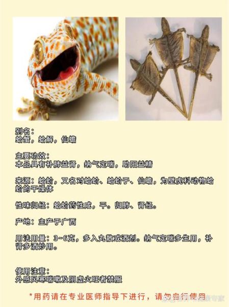 蛤蚧是什么东西_蛤蚧的功效与作用-第3张图片-山城妙识