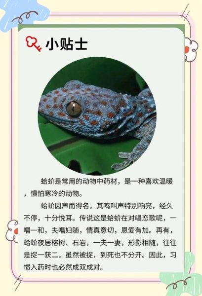 蛤蚧是什么东西_蛤蚧的功效与作用-第2张图片-山城妙识
