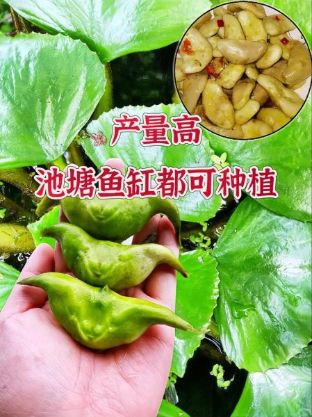 青菱角图片大全_青菱角怎么做好吃-第3张图片-山城妙识 青菱角图片大全_青菱角怎么做好吃-第3张图片-山城妙识