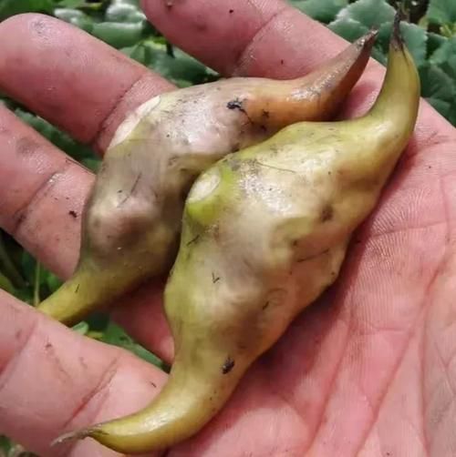 青菱角图片大全_青菱角怎么做好吃-第2张图片-山城妙识 青菱角图片大全_青菱角怎么做好吃-第2张图片-山城妙识