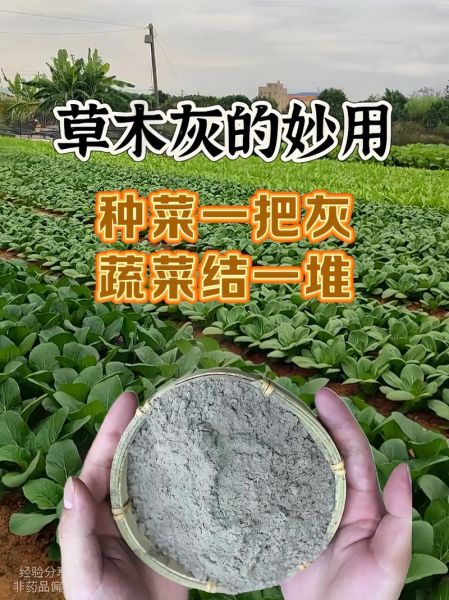 草木灰是什么肥料_草木灰怎么用效果最好-第2张图片-山城妙识 草木灰是什么肥料_草木灰怎么用效果最好-第2张图片-山城妙识