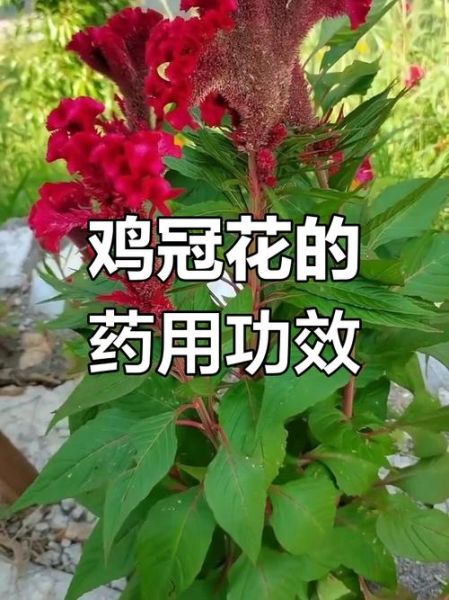 鸡冠花的功效与作用_鸡冠花主治什么病-第3张图片-山城妙识