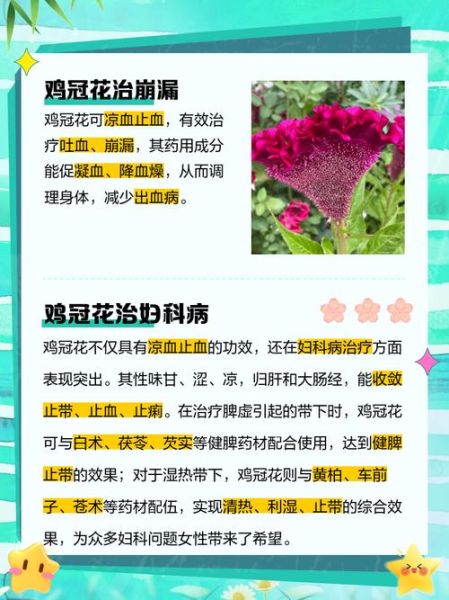 鸡冠花的功效与作用_鸡冠花主治什么病-第2张图片-山城妙识