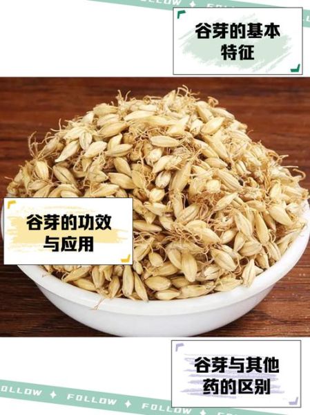 谷芽的功效与作用_谷芽和麦芽的区别-第2张图片-山城妙识